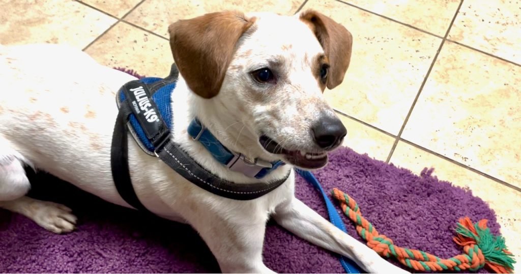 Dog Facial Expressions: Can You See The Stress? – Fluff Love Pets